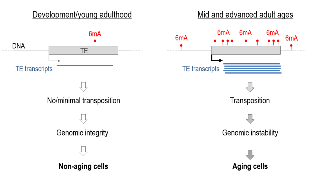 Our recent scientific contribution: Jumping gene inhibition leads to ...